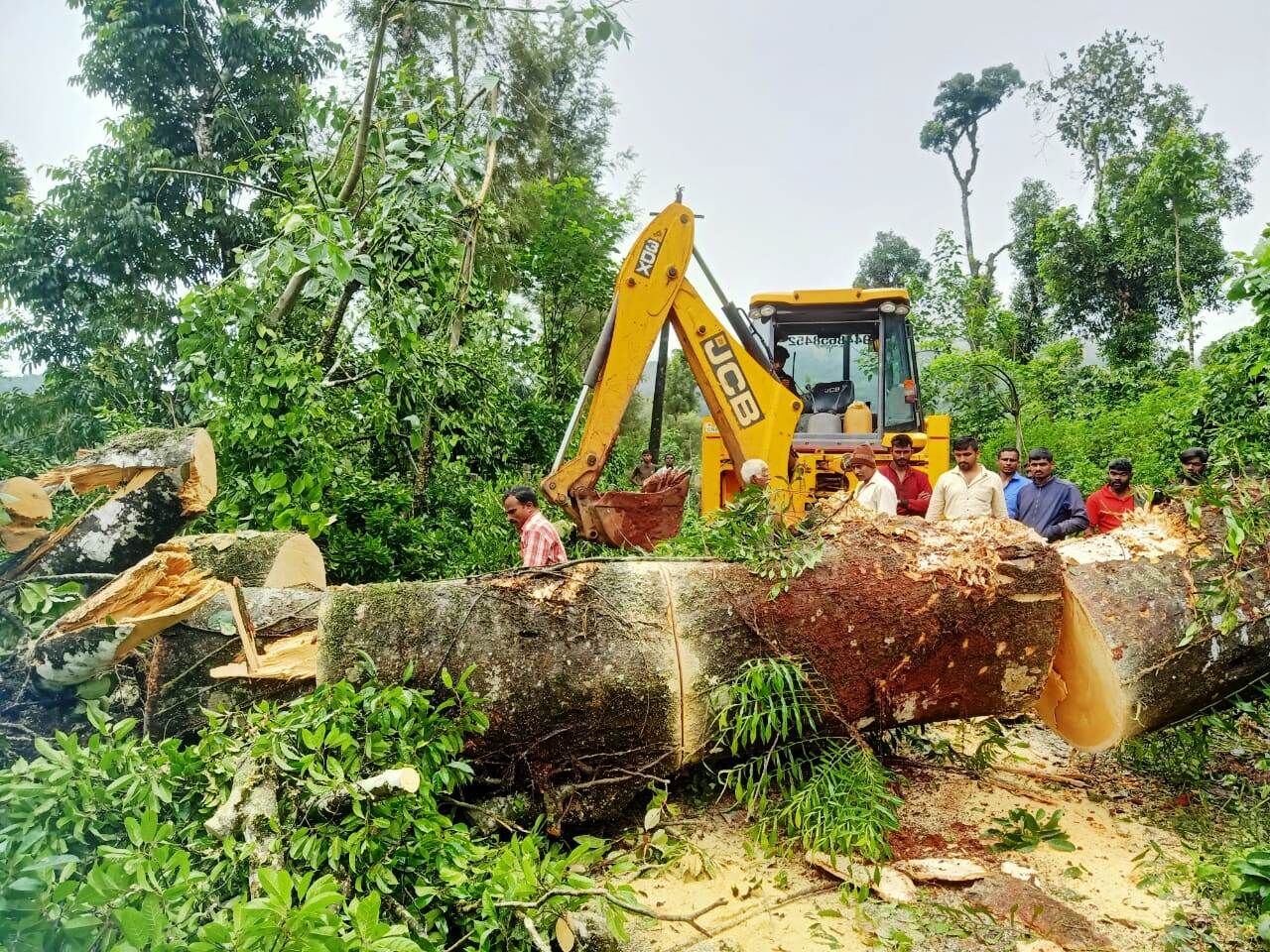 ಮೂಡಿಗೆರೆ: ದೇವರಮನೆ ರಸ್ತೆಗೆ ಬಿದಿದ್ದ ಬೃಹತ್ ಮರ ತೆರವು | A huge tree that fell on the road was cleared