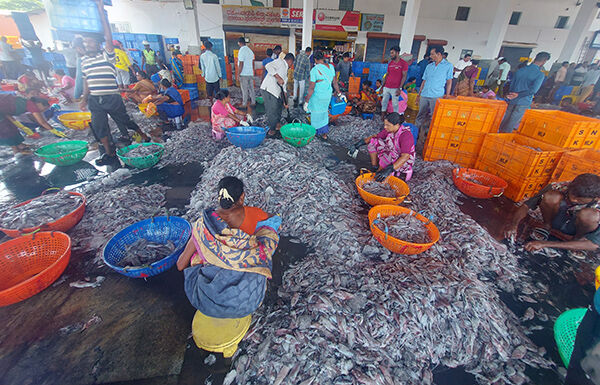 ಮಲ್ಪೆ ಬಂದರಿನಲ್ಲಿ ರಾಶಿ ರಾಶಿ ಬೊಂಡಾಸ್ ಮೀನು ! | Bondas fish in the port of ...
