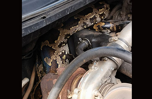 ಮಂಗಳೂರು: ಕಾರಿನ ಬಾನೆಟ್‌ನಲ್ಲಿ ಹೆಬ್ಬಾವು ಪತ್ತೆ | Mangalore: A python was ...