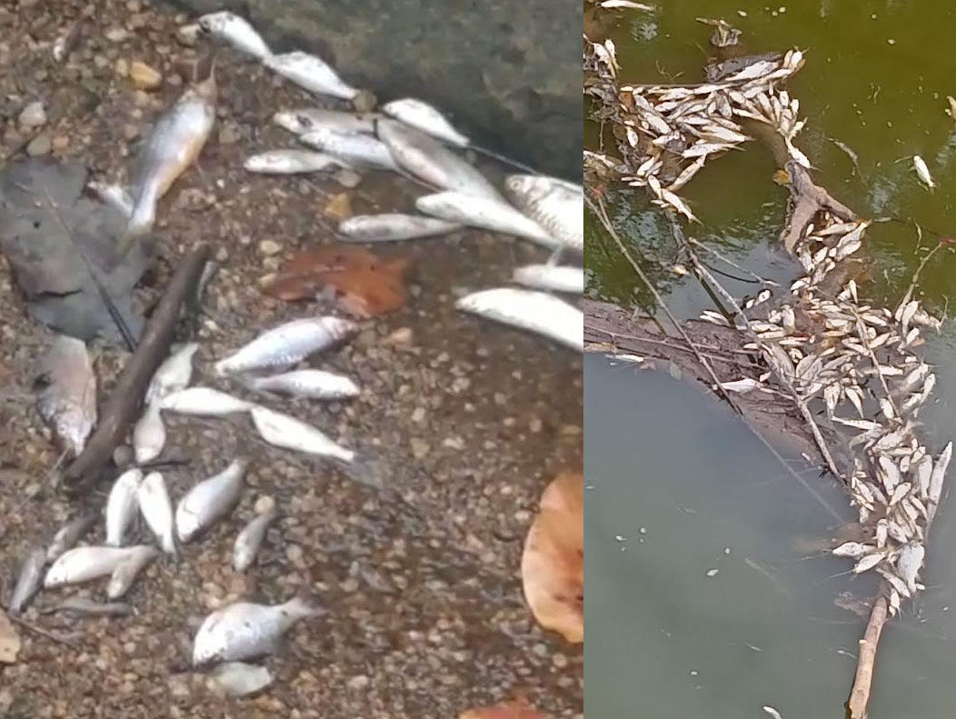 ನೀರಿನಲ್ಲಿ ಮೀನುಗಳ ಮಾರಣಹೋಮ; ದನಕರುಗಳಿಗೆ ನೀರು ಕುಡಿಸಲು ಆತಂಕ ಪಡುತ್ತಿರುವ ...