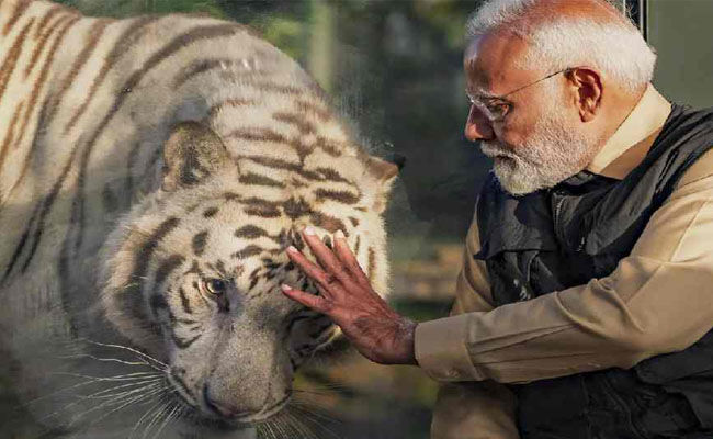 ಅಂಬಾನಿಯ ವನತಾರಾಕ್ಕೆ ವನ್ಯಜೀವಿಗಳ ರಫ್ತು ಕುರಿತು ತನಿಖೆಗೆ ದಕ್ಷಿಣ ಆಫ್ರಿಕಾದ ...