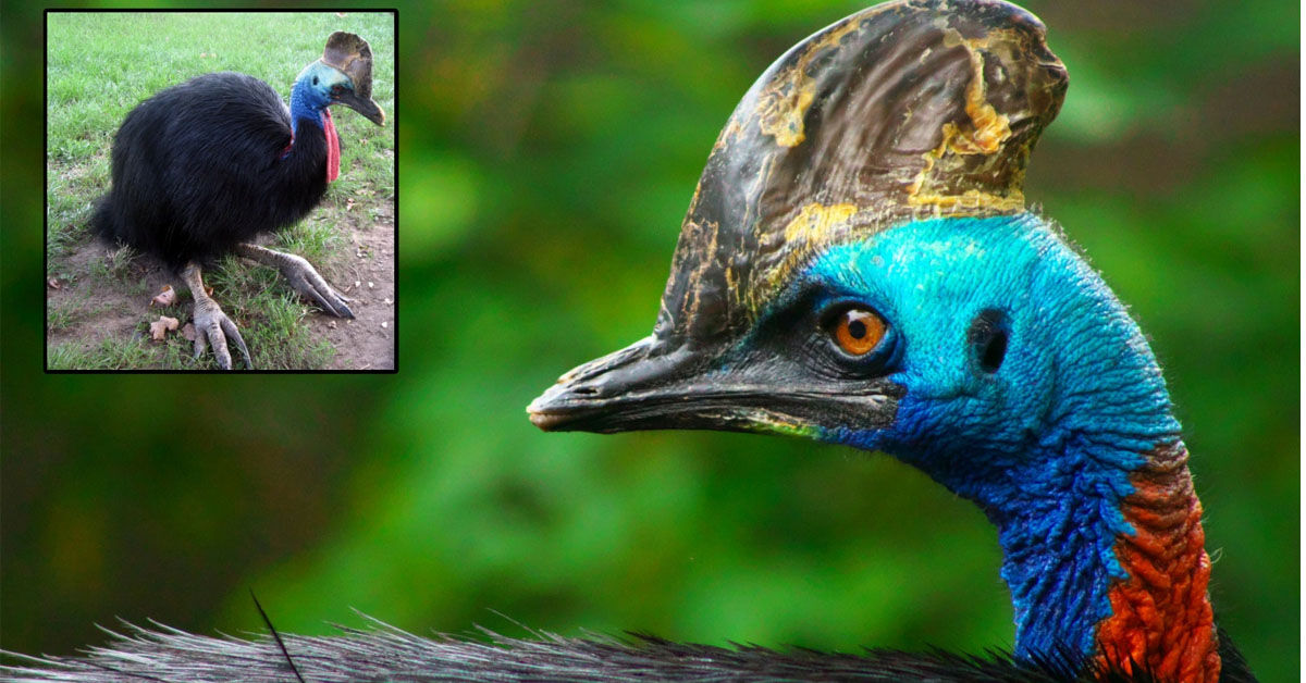 ಜಗತ್ತಿನ ಅತಿ ಭಯಾನಕ ಪಕ್ಷಿ ಕ್ಯಾಸೋವರಿ ಬಗ್ಗೆ ನಿಮಗೆ ಗೊತ್ತೆ? | Meet ...