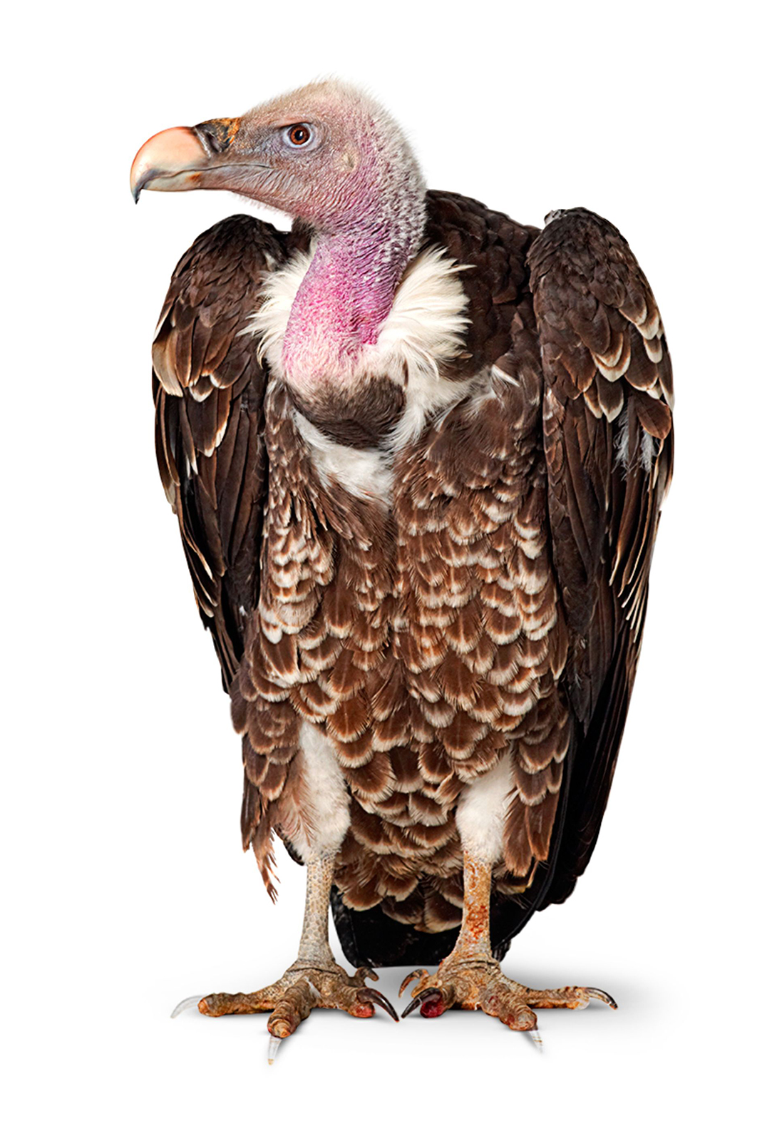 ಪರಿಸರ ರಕ್ಷಿಸುವ ರಣಹದ್ದುಗಳು